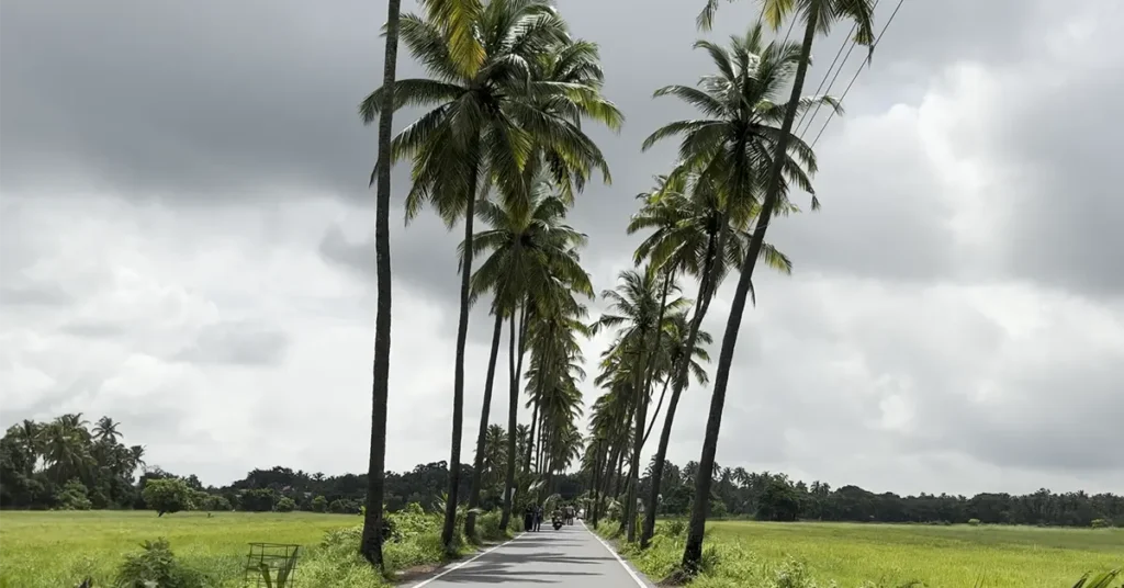 Exploring the Serenity of Dear Zindagi Coconut Tree Road Parra: A ...